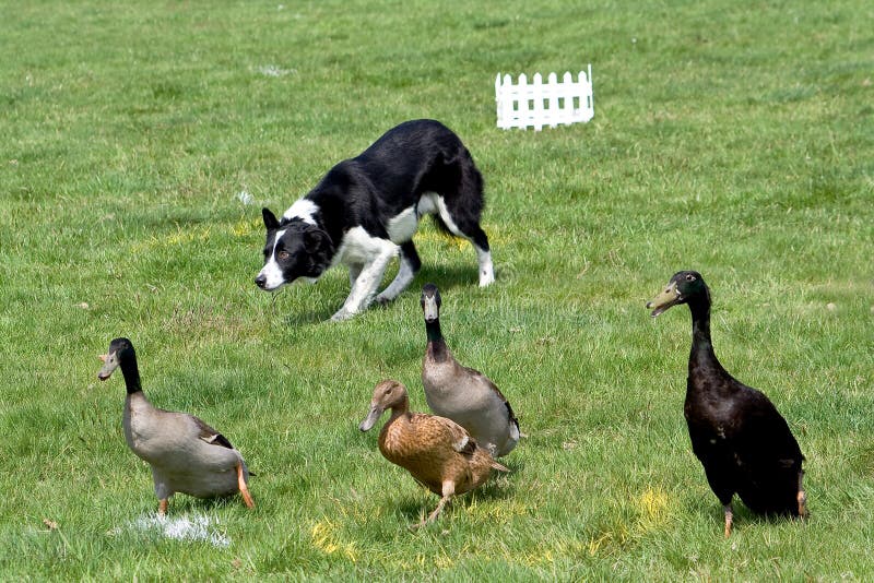 Collie working ducks stock image. Image of sheepdog, canine - 4657519