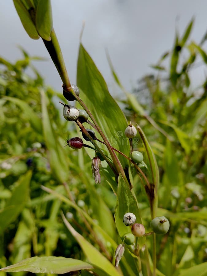 Collier Cipaye Seeds Growing in the Wild in Mauritius. Stock Photo ...