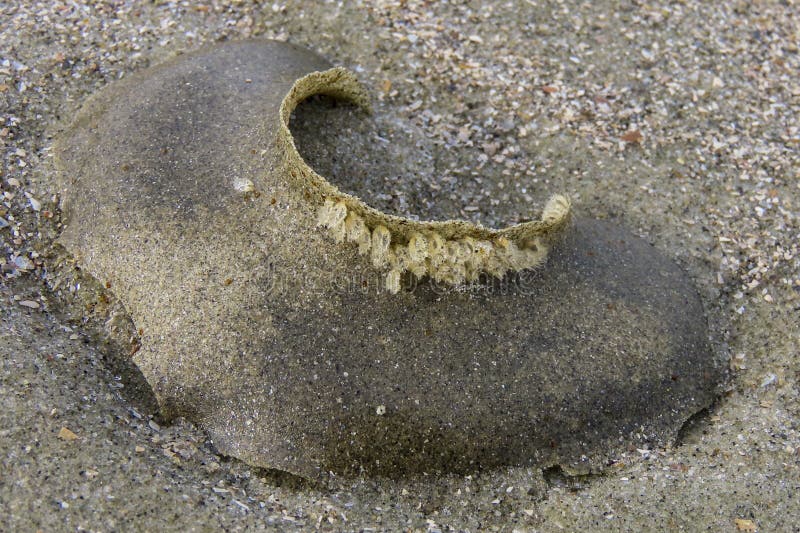 Collier D'escargots De Lune Avec Des Oeufs Image stock - Image du ...