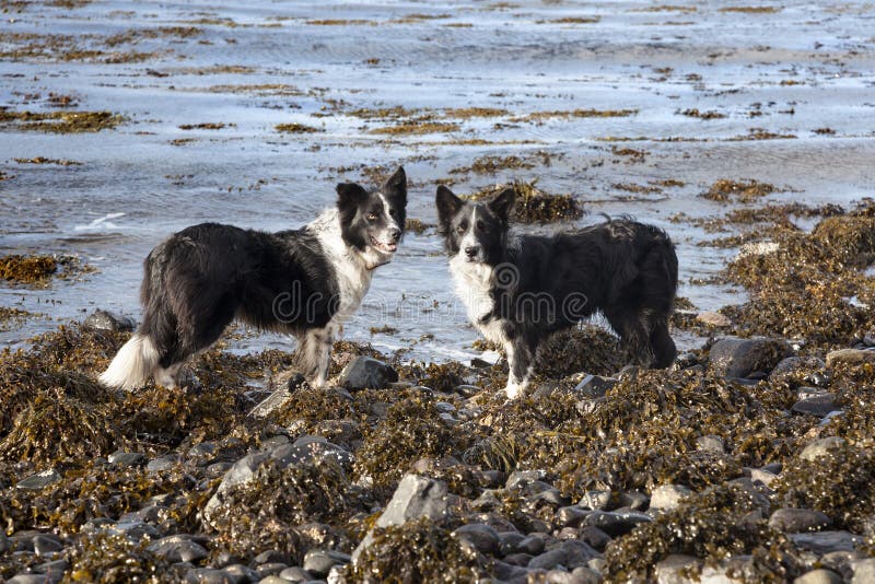 Collies fotografering för bildbyråer. Bild av svart, boris - 81226213