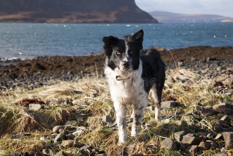 Border Collies in Scotland editorial stock image. Image of scotland ...