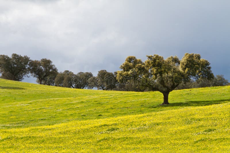 Paesaggio dell'Alentejo immagine stock. Immagine di esterno - 29962729