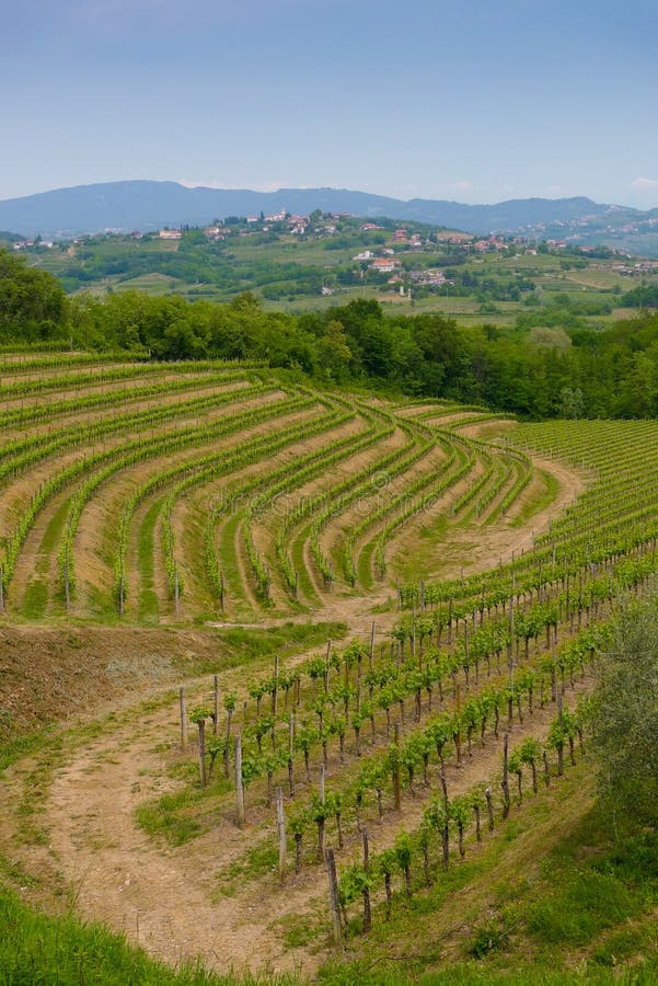 Collio-Weinregion, Friuli Venezia Giulia, Italien Stockfoto - Bild von ...