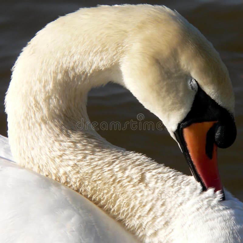 Collo del cigno fotografia stock. Immagine di chiusura - 1657420