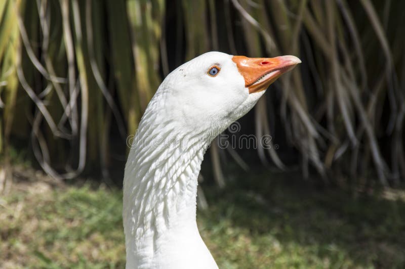 Testa bianca dell'oca immagine stock. Immagine di divertente - 70503811