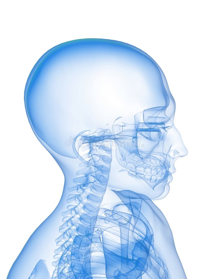 Linfonodi Della Testa E Del Collo Wikipedia