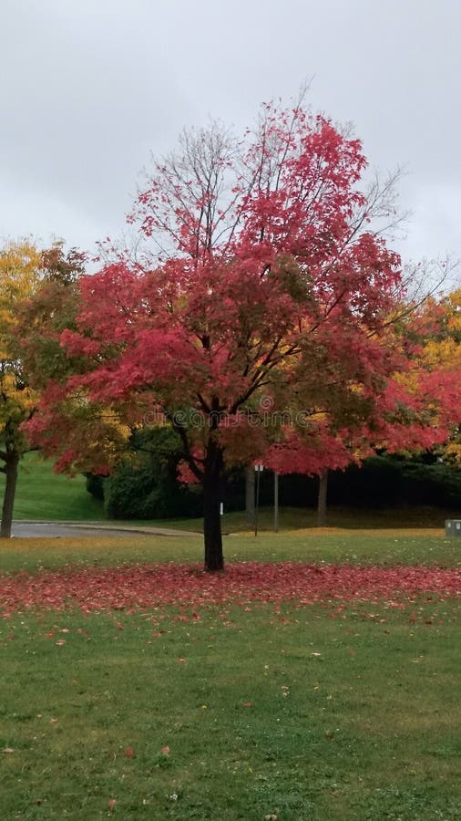 Collor of the fall editorial photography. Image of tree - 47099557
