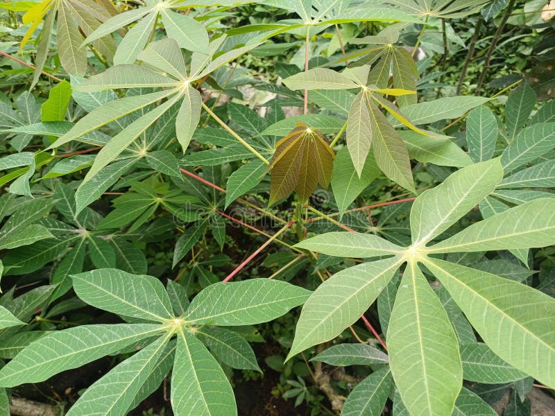 The collor of green stock photo. Image of green, flower - 304041740