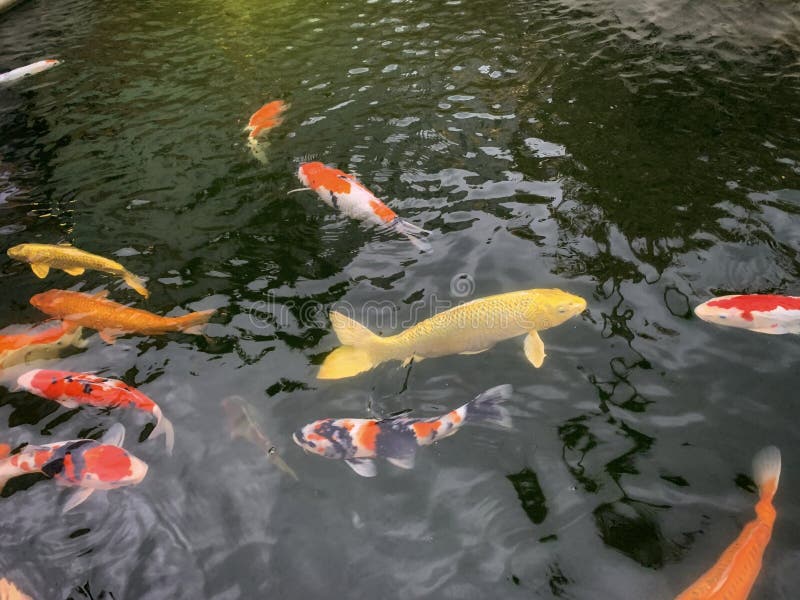 Collorful Fish in the Pond, Fish in the Pond Stock Photo - Image of ...