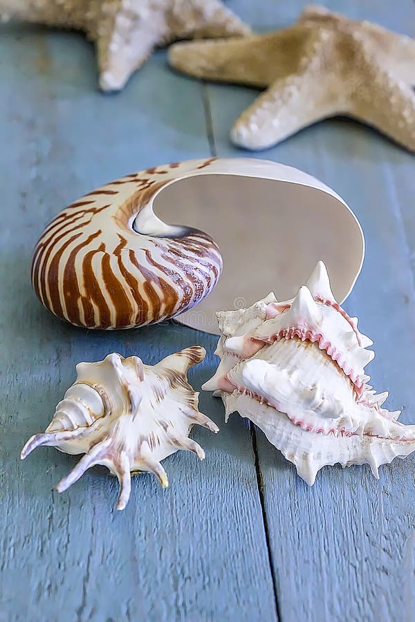 Collsection of Seashells . Isolated Stock Image - Image of nature ...