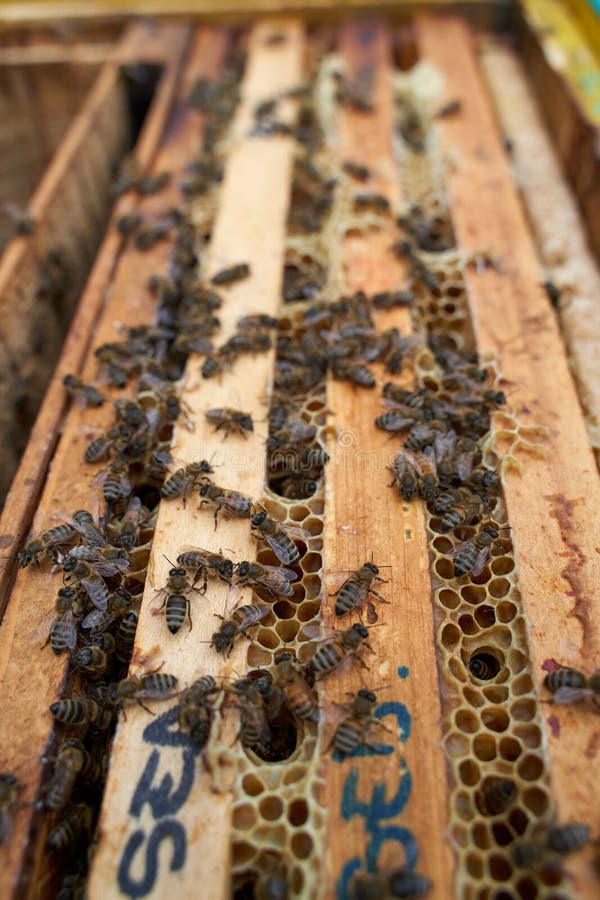 Colmeia foto de stock. Imagem de naughty, colmeia, fazenda - 192521672