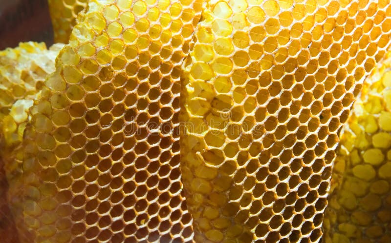 Colmena imagen de archivo. Imagen de colmena, abeja, tubos - 1088931