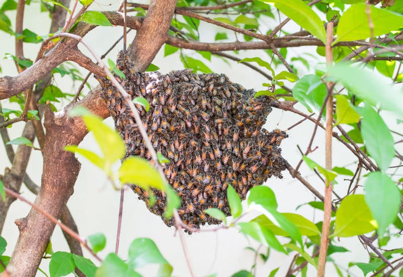 Colmena imagen de archivo. Imagen de insecto, abeja, flor - 48210497