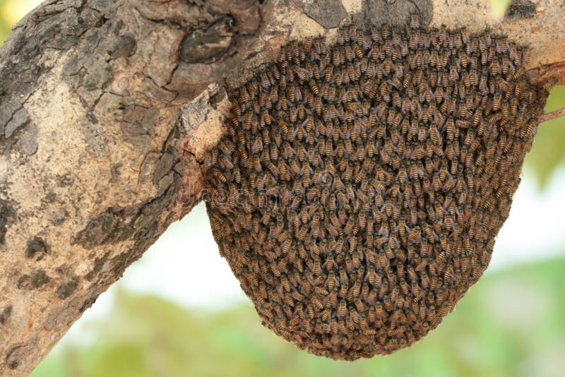 Colmena imagen de archivo. Imagen de manojo, miel, abejas - 64400829