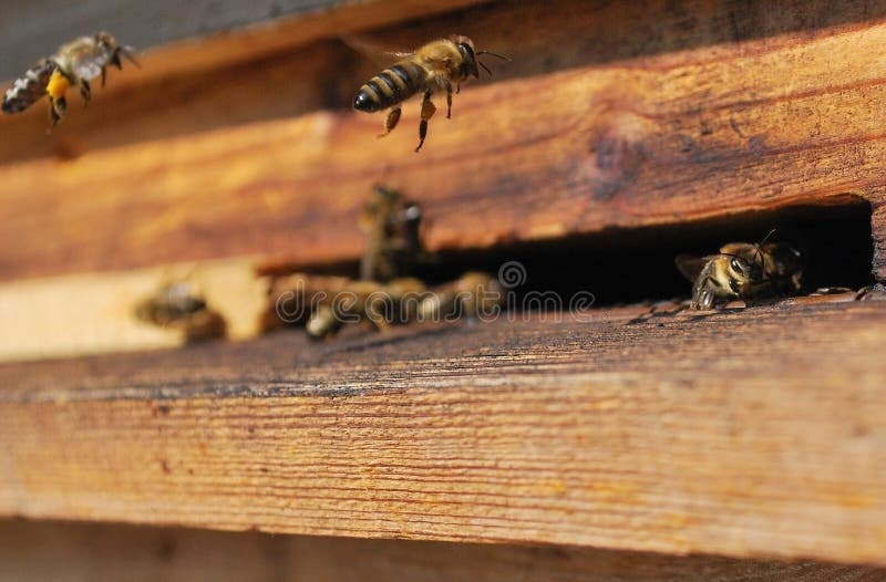 COLMENA DE LA ABEJA imagen de archivo. Imagen de bicho - 12475487