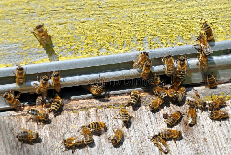 Colmena De La Abeja Con Las Abejas Imagen de archivo - Imagen de abeja ...