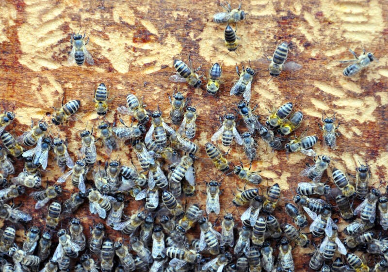 Colmena De La Abeja Con Las Abejas En Ella Foto de archivo - Imagen de ...