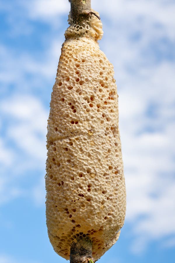 Colmena Natural De La Abeja Imagen de archivo - Imagen de animales ...