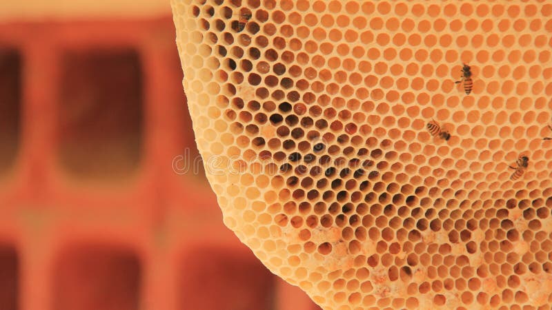 Colmena Natural De La Abeja Imagen de archivo - Imagen de fondo, larva ...