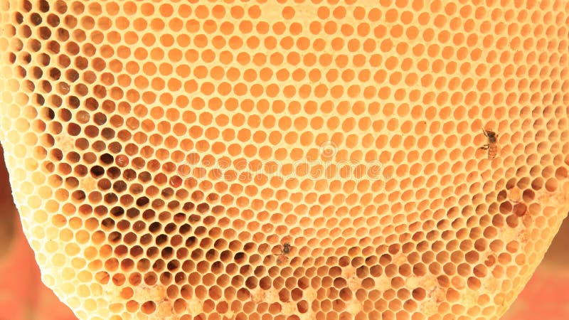 Colmena Natural De La Abeja Imagen de archivo - Imagen de larva, panal ...