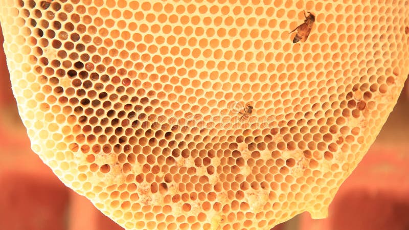 Colmena Natural De La Abeja Imagen de archivo - Imagen de células ...