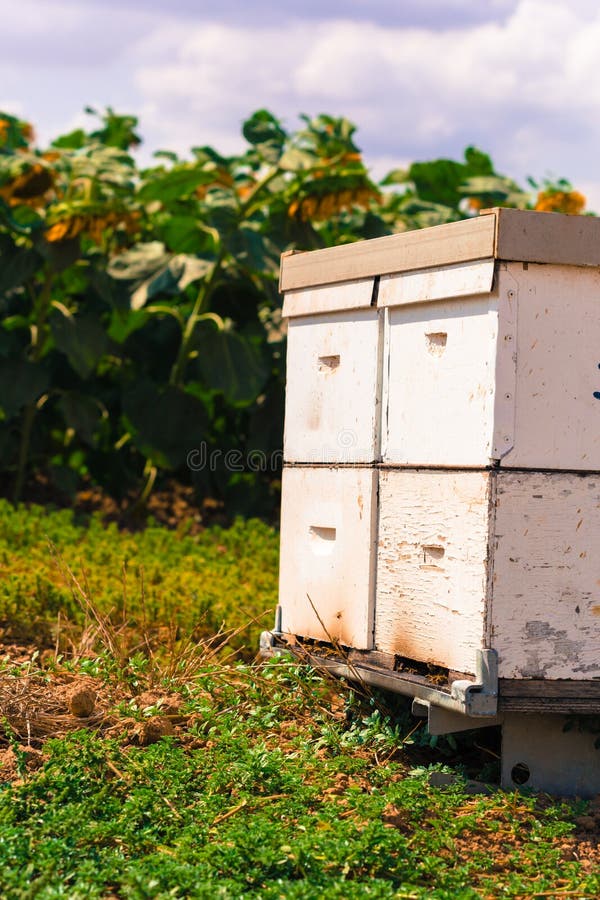 Colmena por las abejas foto de archivo. Imagen de travieso - 60239578