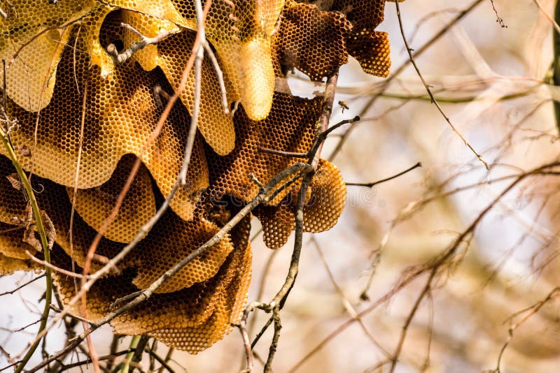 Colmena Salvaje De Las Abejas En árbol Imagen de archivo - Imagen de ...