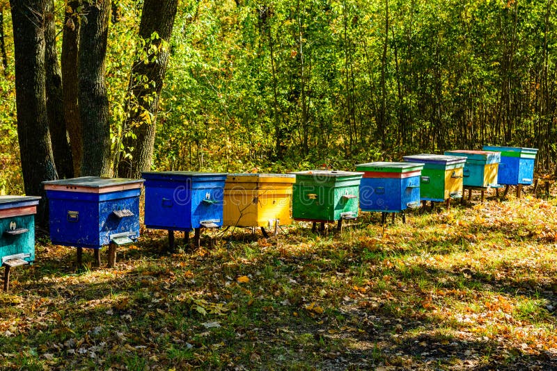 Colmenas De Abejas Multicolores En Colmenas En El Bosque Foto de ...