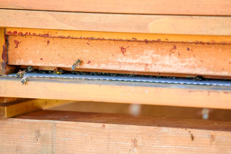 Colmenas De Colmena De Colmena De Colmena De Abejas Imagen de archivo ...