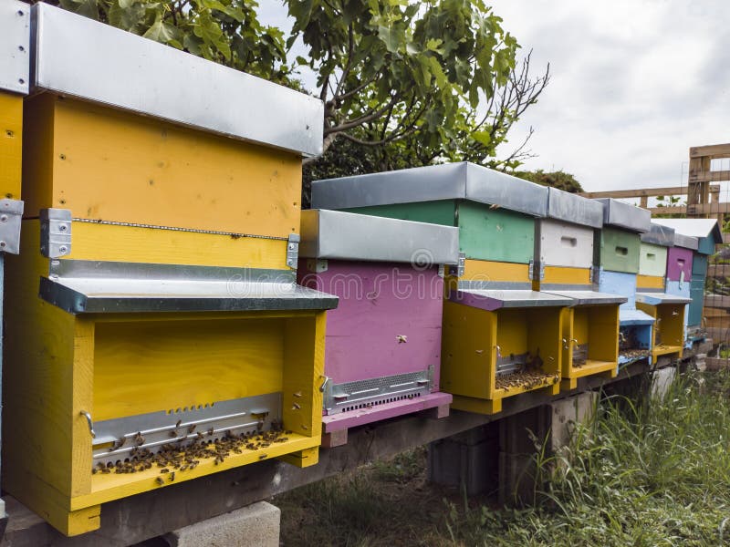 Colmenas De Colores En Un Campo Foto de archivo - Imagen de insecto ...