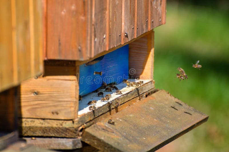 Colmenas de la abeja foto de archivo. Imagen de familia - 114988424
