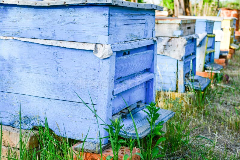 Colmenas de la abeja foto de archivo. Imagen de ambiente - 116104608
