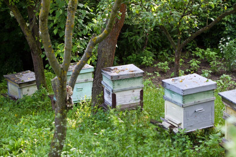 Colmenas de la abeja imagen de archivo. Imagen de abeja - 28681115