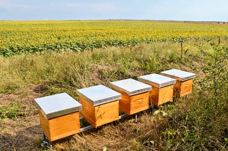 Colmenas De La Abeja En Campos De La Lavanda Imagen de archivo - Imagen ...