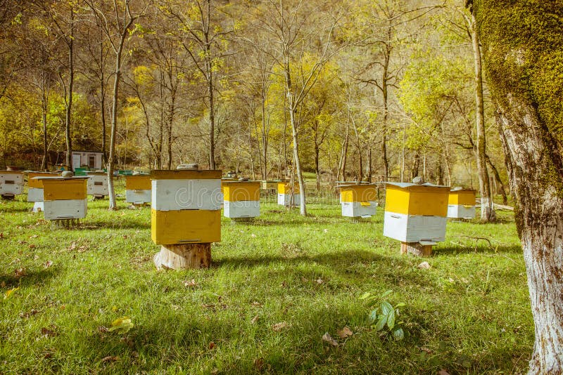 Colmenas En Un Colmenar Con Las Abejas Foto de archivo - Imagen de miel ...