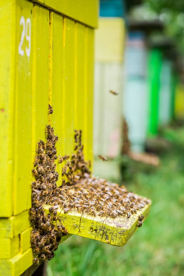 Colmenas Naturales En Campo Foto de archivo - Imagen de panal, colmenar ...