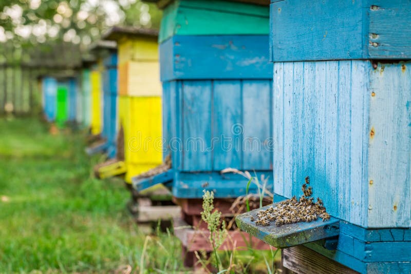Colmenas Naturales En Campo Foto de archivo - Imagen de panal, colmenar ...