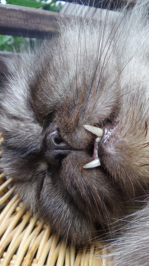 Colmillo del gato imagen de archivo. Imagen de sostenido - 56422993