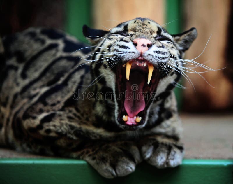 Colmillos imagen de archivo. Imagen de jaula, colmillos - 27462927