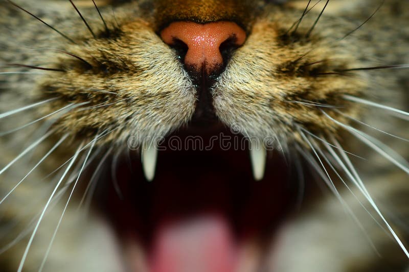 Colmillos imagen de archivo. Imagen de despredador, gato - 48234169