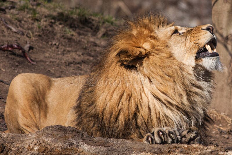 Colmillos imagen de archivo. Imagen de patas, animales - 51359141