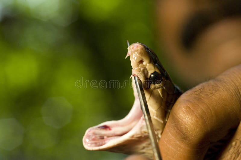 Colmillos De Serpiente Cobra Real Cobra Colmillos Víbora Serpiente