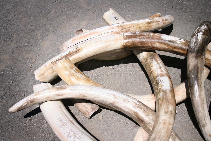 Colmillos de marfil foto de archivo. Imagen de marfil - 1137736