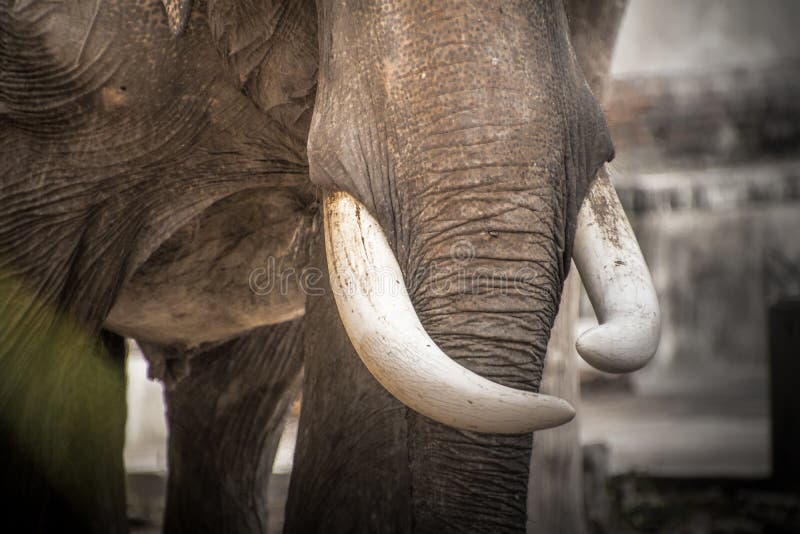 Elefante Con Los Colmillos Grandes En El Waterhole Imagen de archivo ...