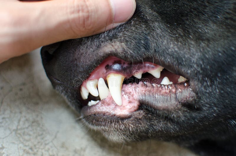 Colmillos del perro foto de archivo. Imagen de diente - 73074608