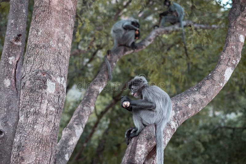 Colobinae Also Gray Langur Eating Fruit Long Tailed Monkey on the Tree ...
