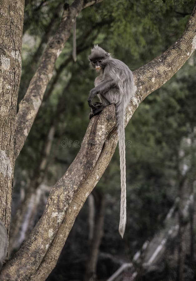 Colobinae Also Gray Langur Long Tailed Monkey on the Tree Stock Image ...
