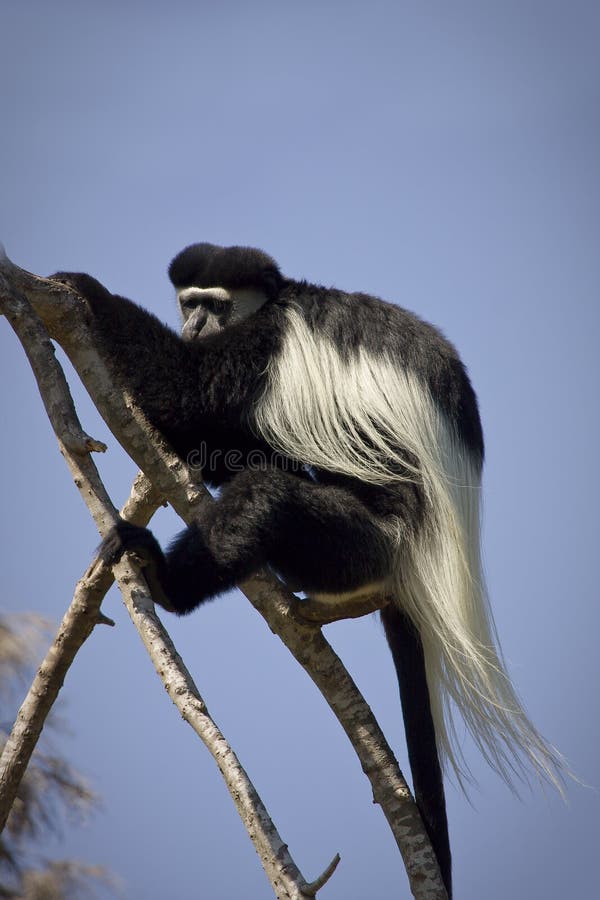 Colobus stock photo. Image of nigeria, mammal, relax - 10363420