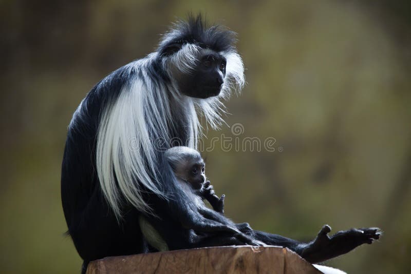 Macaco de colobus angolano foto de stock. Imagem de animal - 120447664
