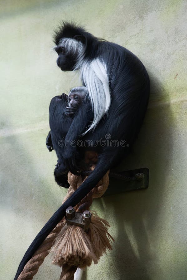 Macaco De Colobus Angolano Do Gênero Palliatus Do Angolensis Do Colobus ...